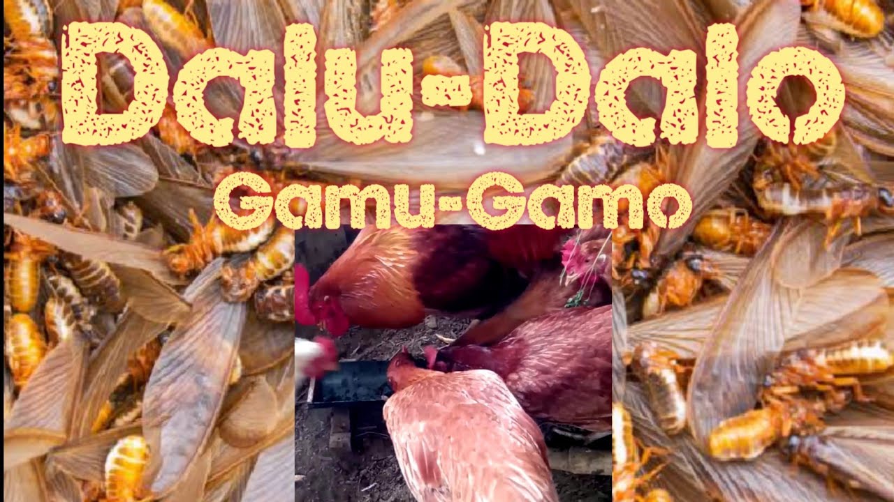 Dalu-Dalo | Gamu-gamu #chicken #farming #farmlife #farmer - YouTube