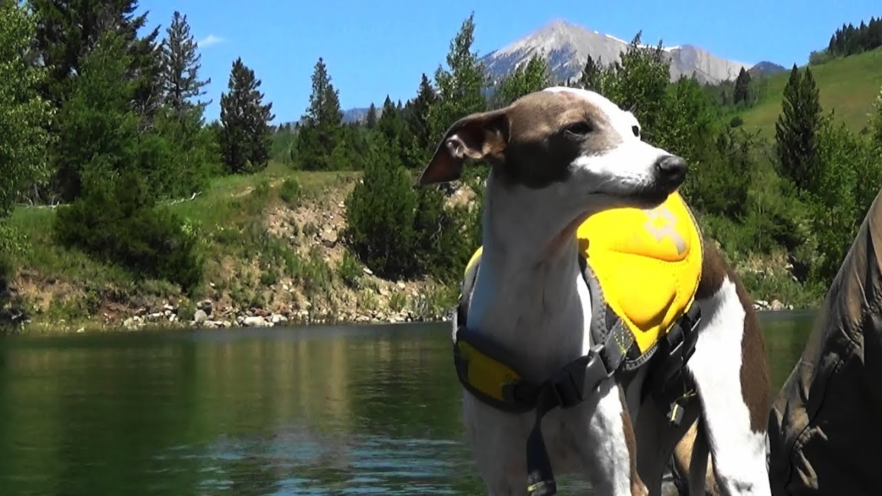 Italian Greyhounds Fishing Adventure 2018 * BoAt DoGs - YouTube