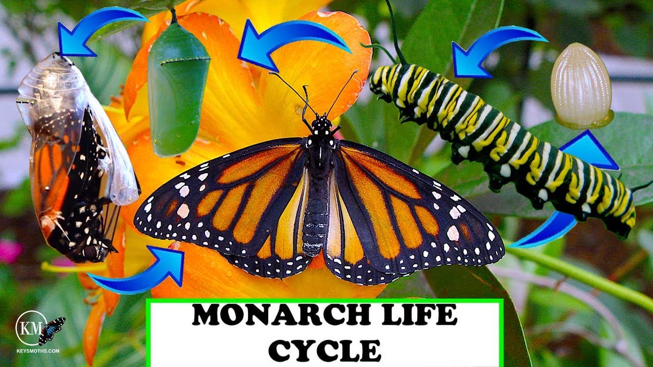 LIFE CYCLE OF THE MONARCH BUTTERFLY - START TO FINISH - YouTube