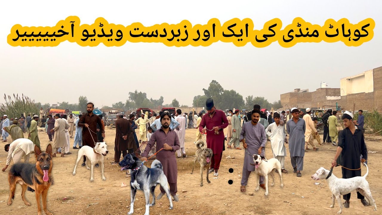 Quality Dog Mandi in Kohat Pakistan || Special Kohat dog mandi | latest ...
