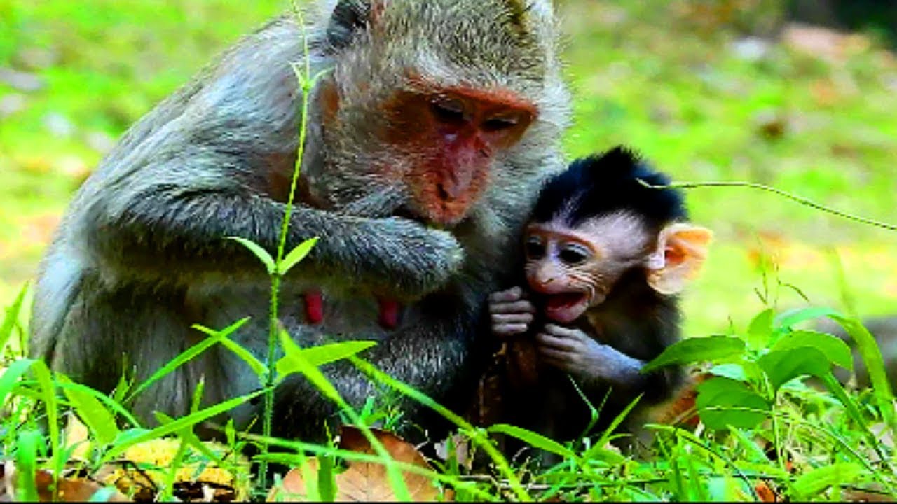 Madam Butter Angry Her Baby Monkey Why TS179 Mono Pueblo - YouTube