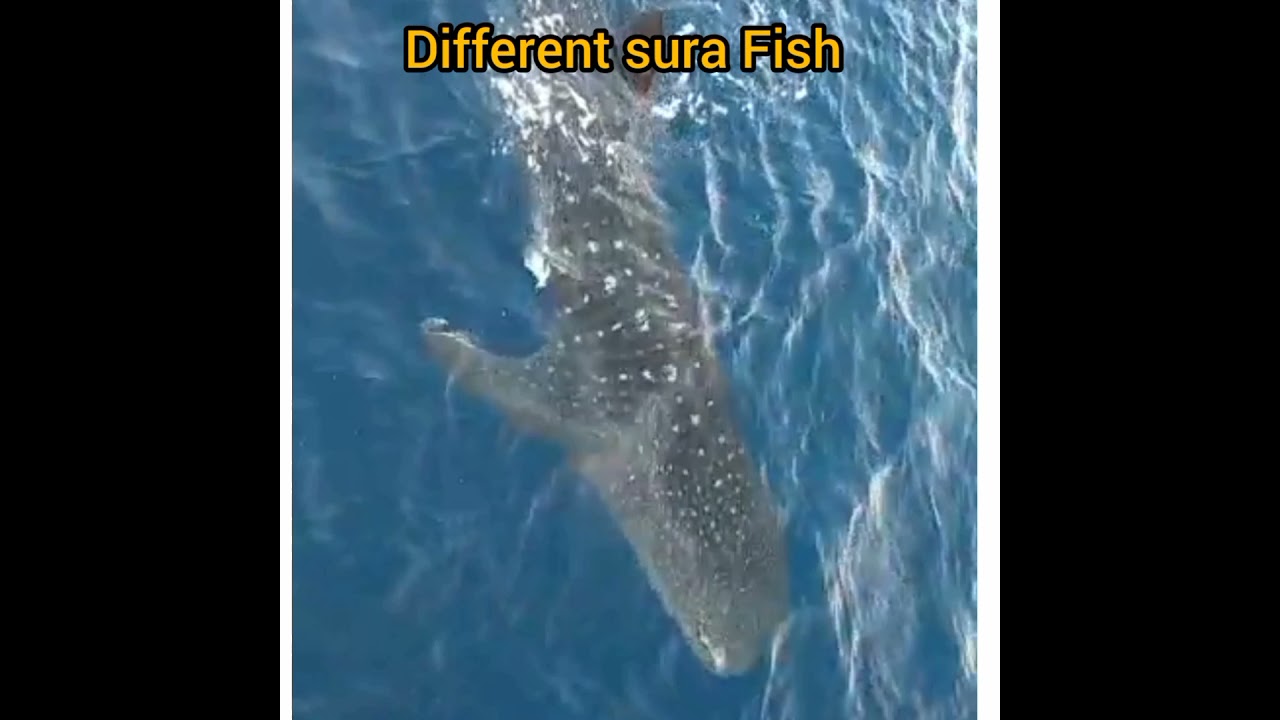 200 kg சுறா மீன்#200 kg Sura Fish🐬🐟 - YouTube