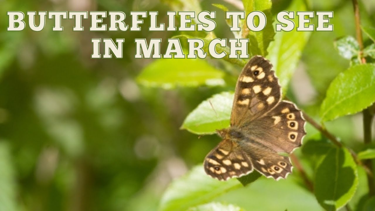 Butterflies to see in March - YouTube