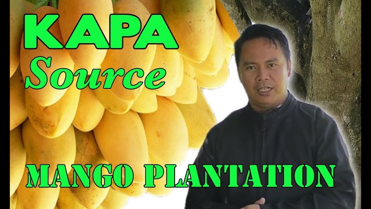 KAPA COMMUNITY MANGO PLANTATION - YouTube