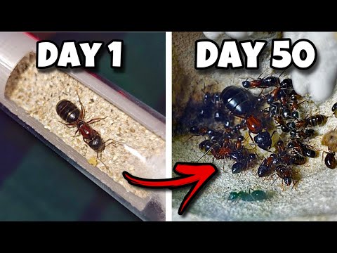 I Simulated an Ant Colony for 50 Days… They Fought to the Death
