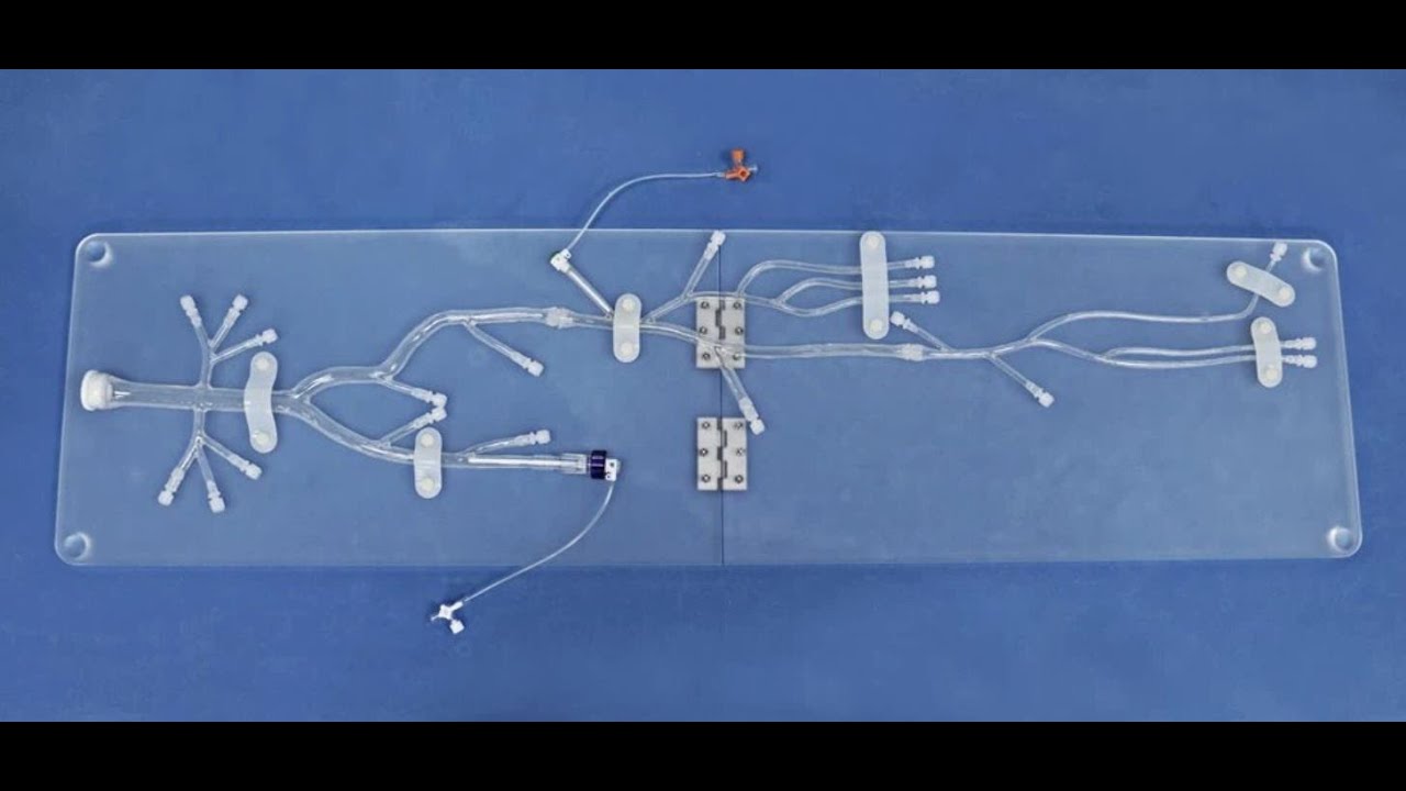 Iliac And Femoral Artery model - YouTube