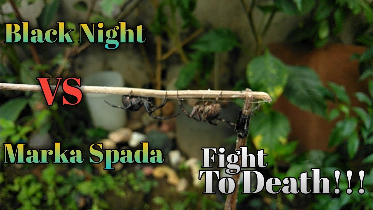 Marka Spada vs Black Night - YouTube