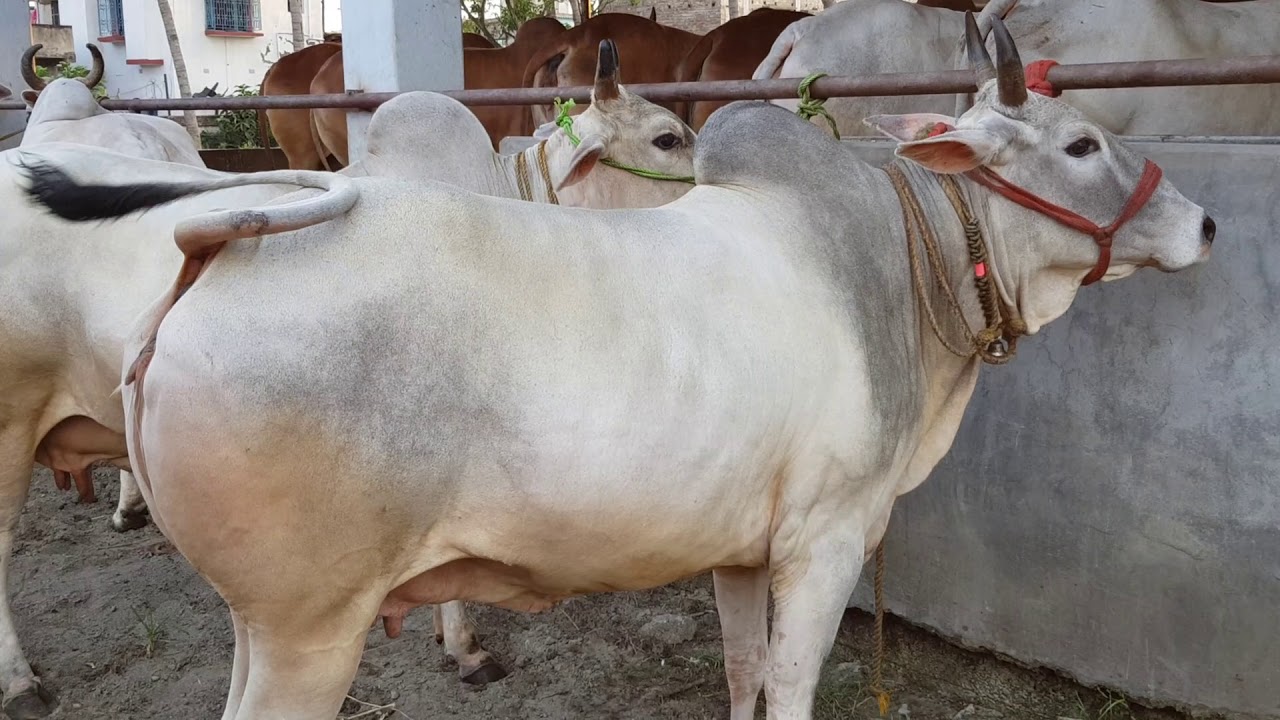 Mintu Da Cow Collection 👌 - YouTube