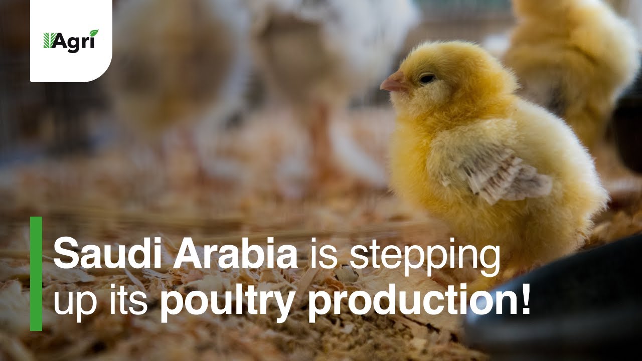 More Saudi Produced Poultry - YouTube