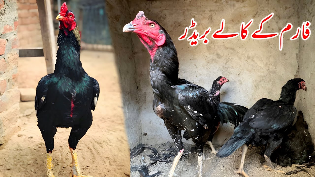 Main breeders of Nadeem shah aseel farm - YouTube