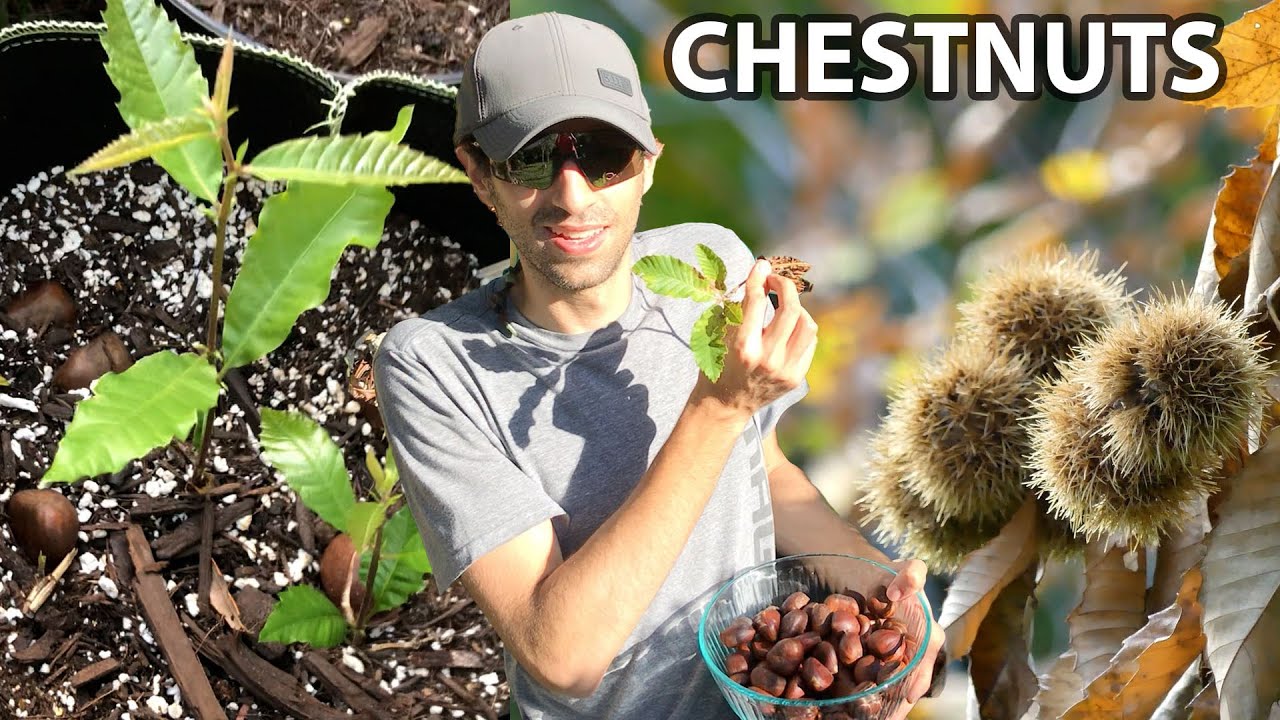 How to Germinate Chestnuts: Growing Chestnut trees in the subtropics or ...