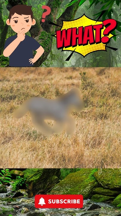 🔍 Mystery Animal Guessing Game! 🐾 #quiz #animals #funny - YouTube