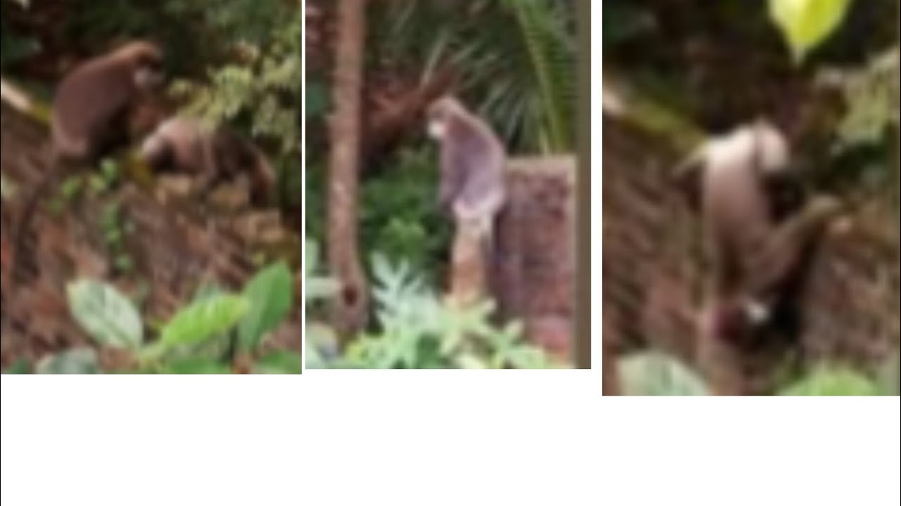 Monkeys eating soil in well's wall Happy Poppy panda 🐼 show 🐒🐵🍌 - YouTube