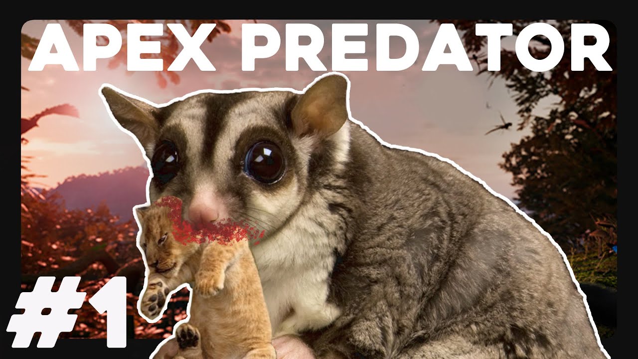 SUGAR GLIDERS TOP OF THE FOOD CHAIN | AWAY: The Survival Series - YouTube