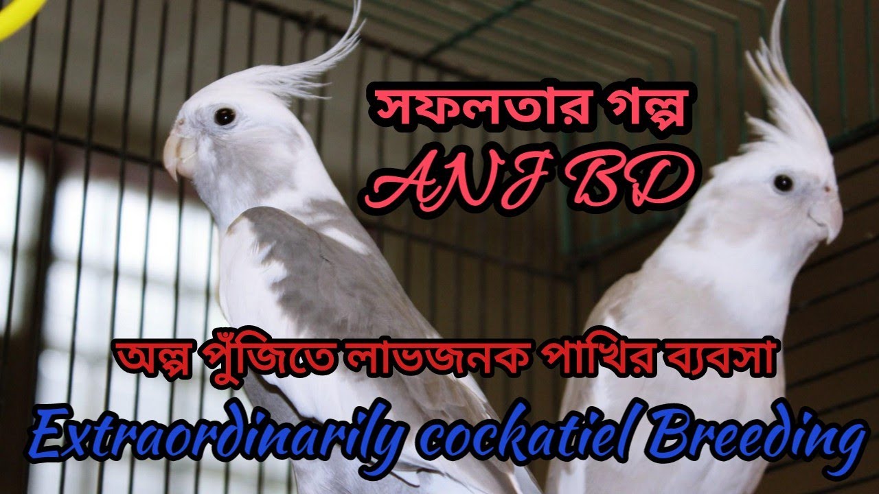 cocktail bird farming || cocktail bird business | Cocktail bird ...