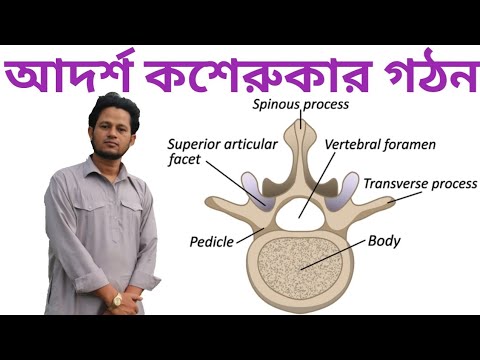 Structure of vertebra # Human Idol vertebra # typical vertebra # আদর্শ ...