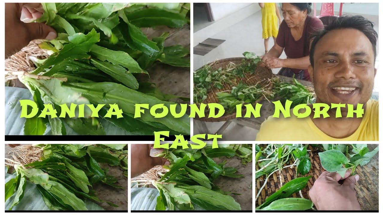 Daniya Leaf found only in North East India l Bileti Daniya Leaf l # ...