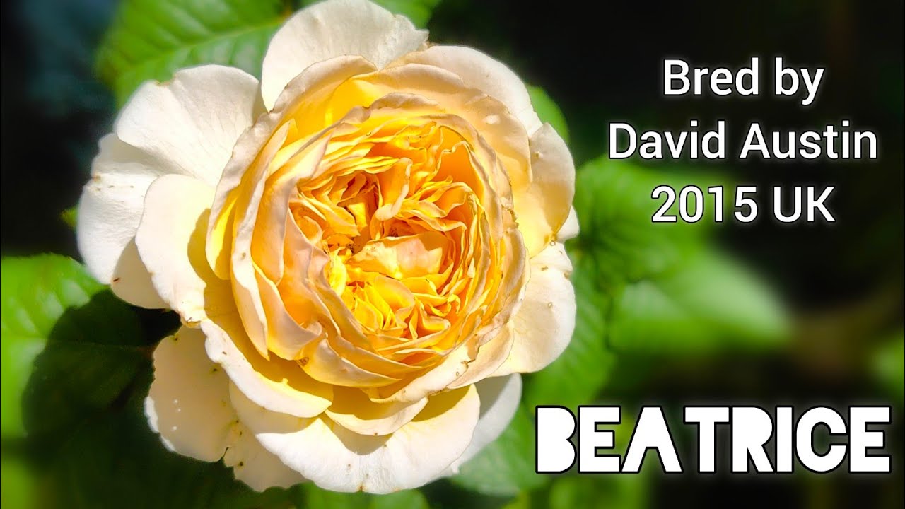 BEATRICE ROSE plant by David Austin 2015 UK Fragrant Shrub ベアトリス バラ - YouTube