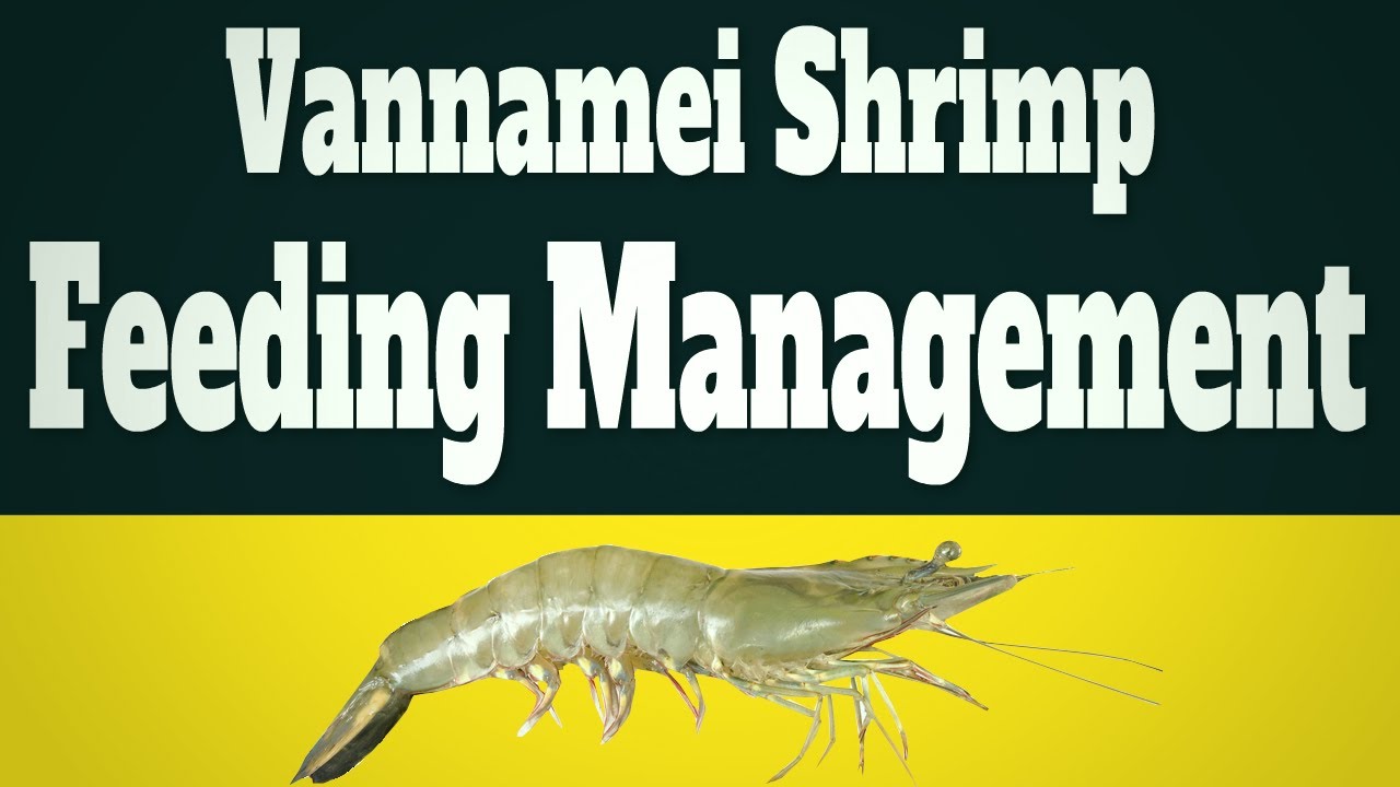 Vannamei Shrimp Feeding Management in Biofloc System - Vannamei Shrimp ...