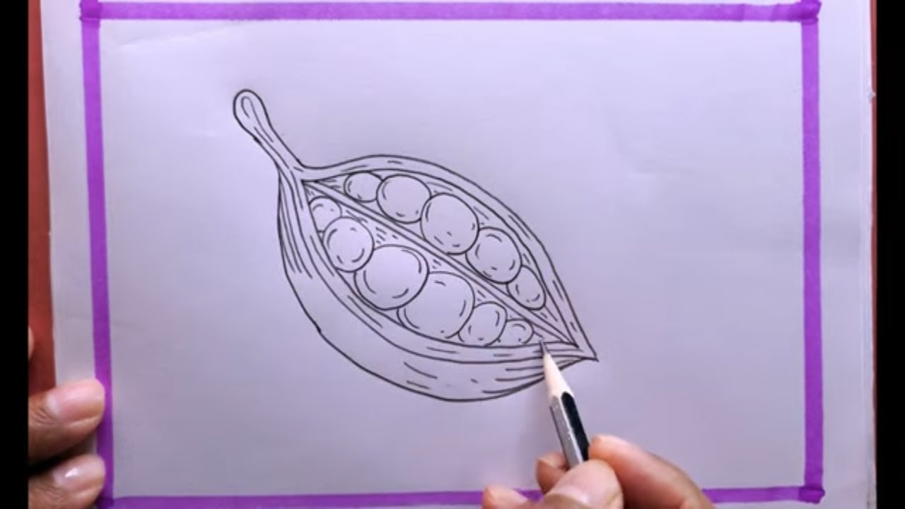How To Draw Cardamom Step By Step Easy/Drawing Cardamom - YouTube