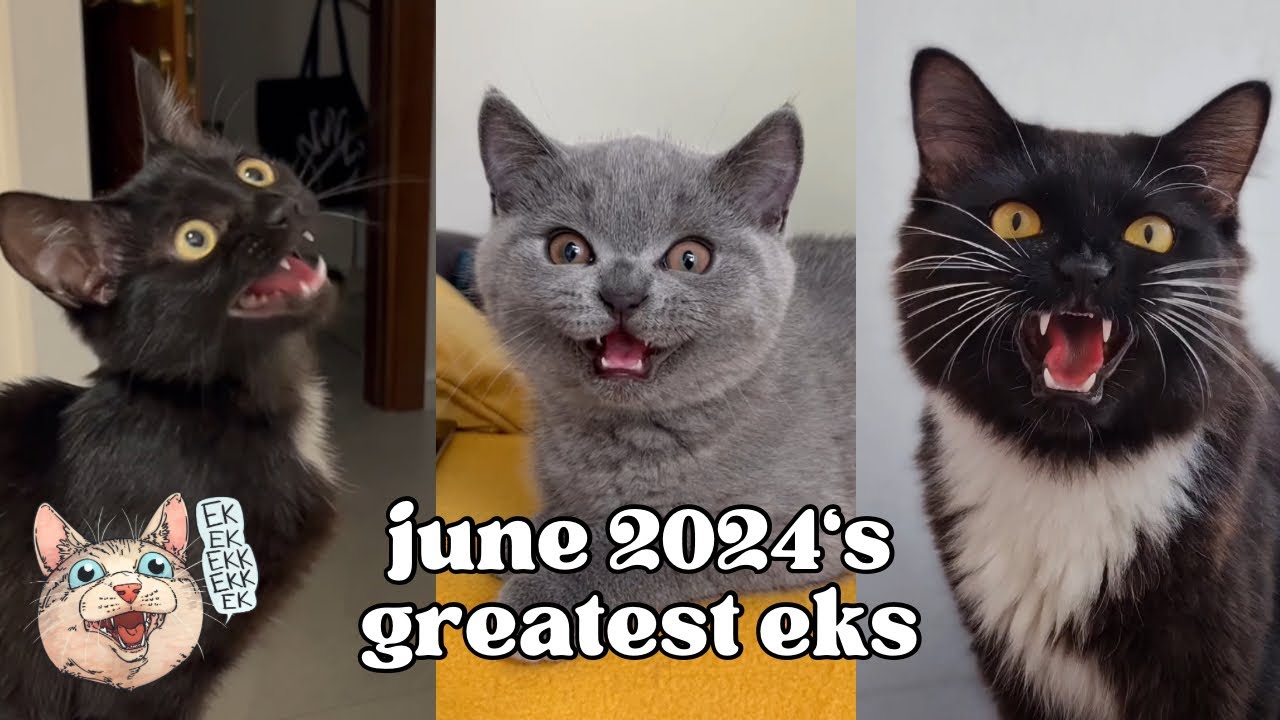 ekekekkekkek compilation - BEST Cat Chirping & Chattering of June 2024 ...