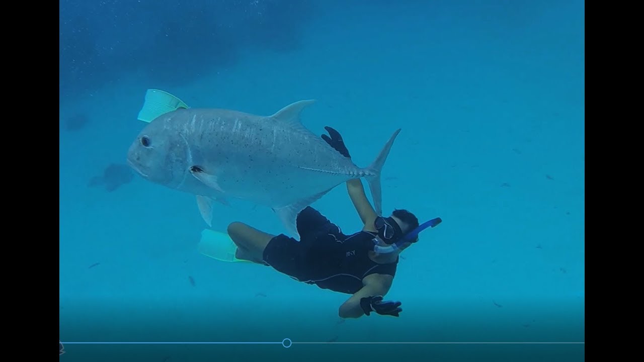 Aitutaki diving - YouTube