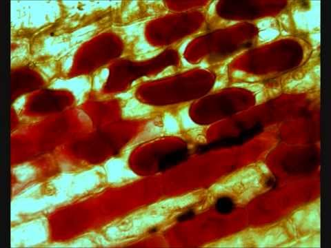 turgescence - YouTube
