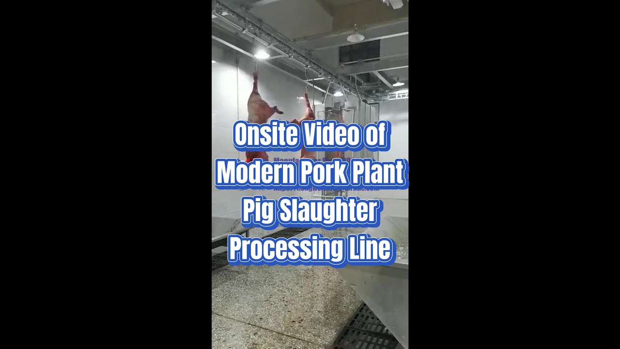 onsite video - modern pork plant pig abattoir slaughter processing line ...
