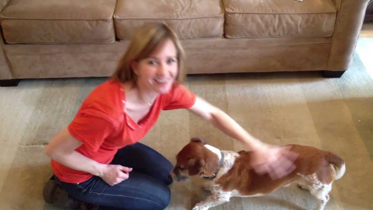Raise the Woof Dog Training "Tips and Tricks: Bow" - YouTube