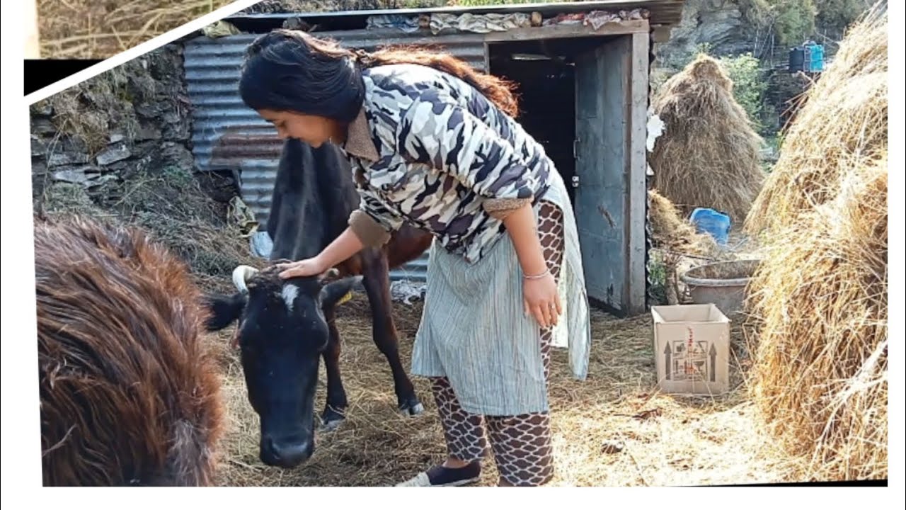aj ghr m bnaye gopar k uplee🤭🤭🤭🐄🐄🐄 - YouTube