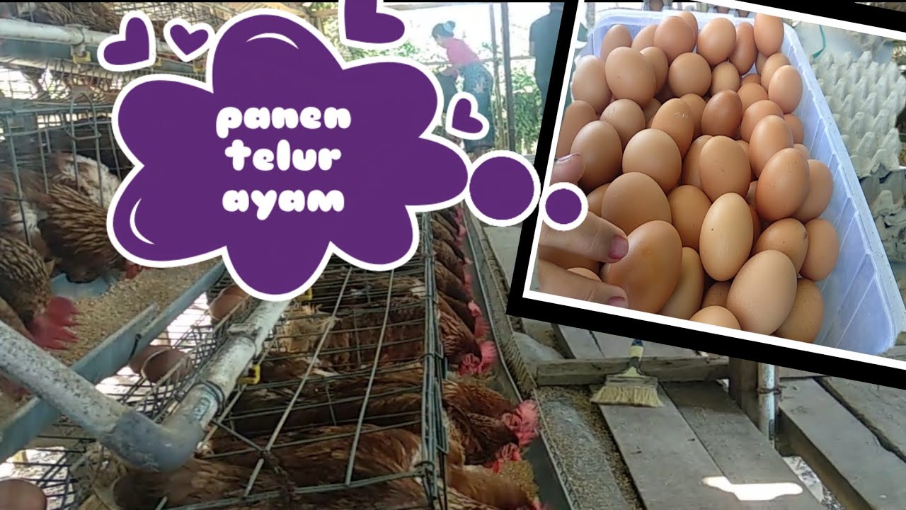 Panen telur ayam ras - YouTube