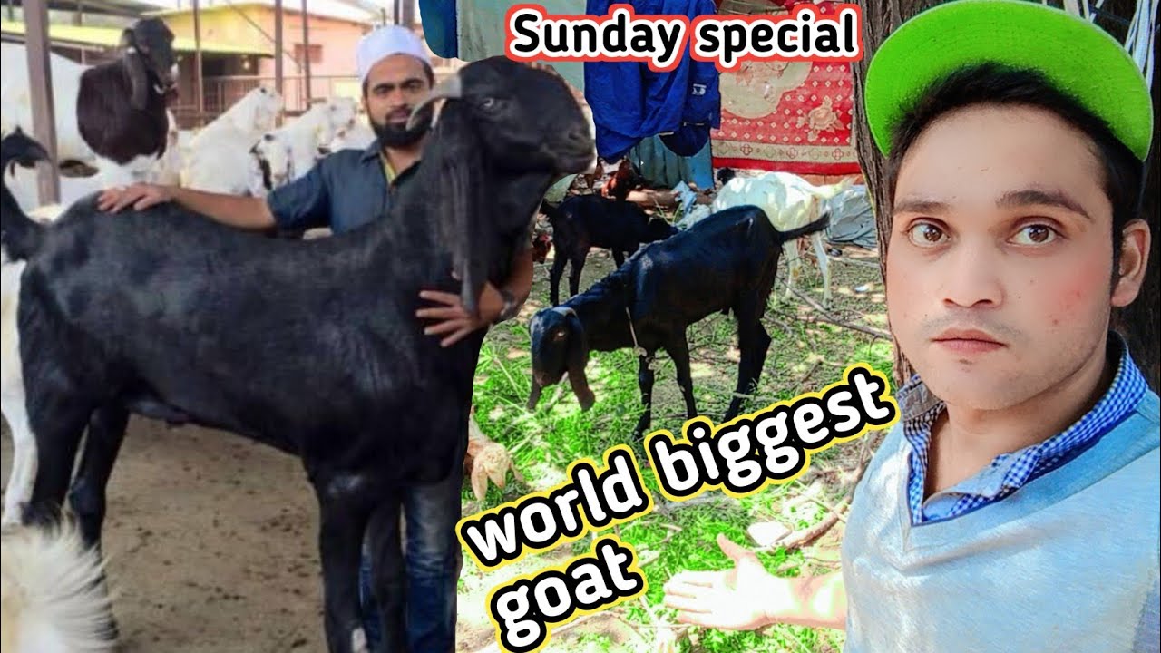 World biggest goat 🐐 /sunday special video /#poultryfarming # ...