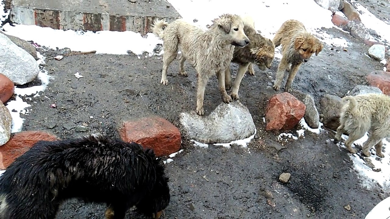 Beautiful Dogs of Ladakh - YouTube