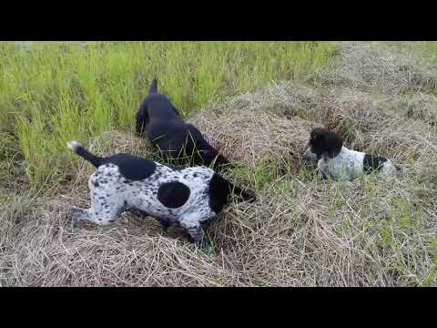 Bildirçin ovu Lənkəran mamusta