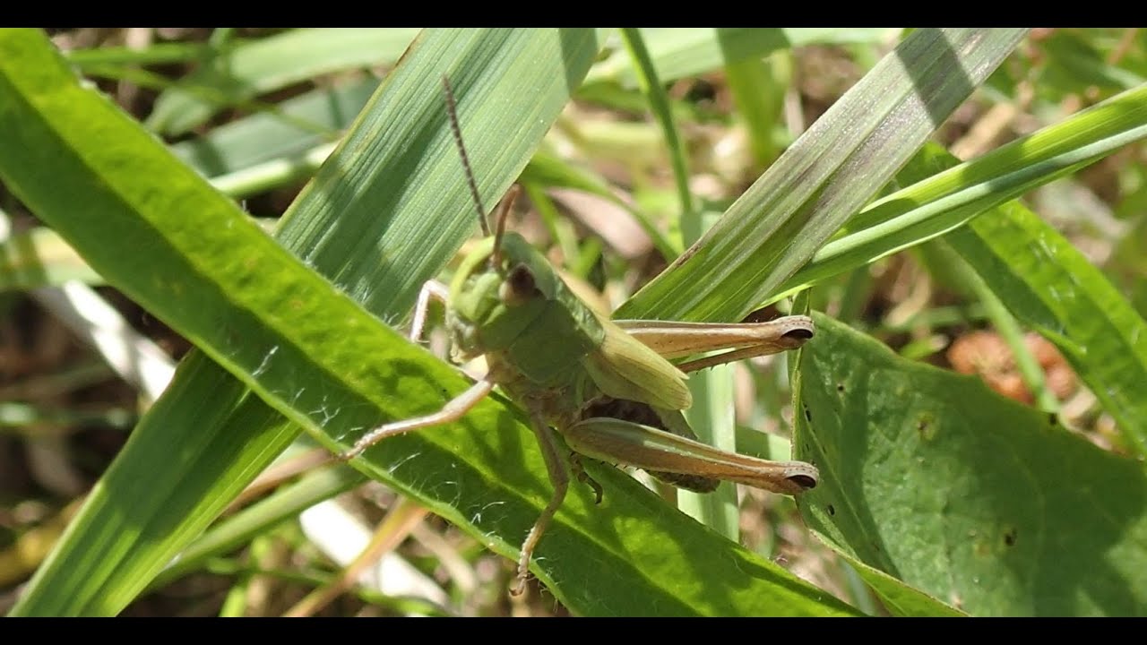 Grasshopper jump around slowmotion - YouTube