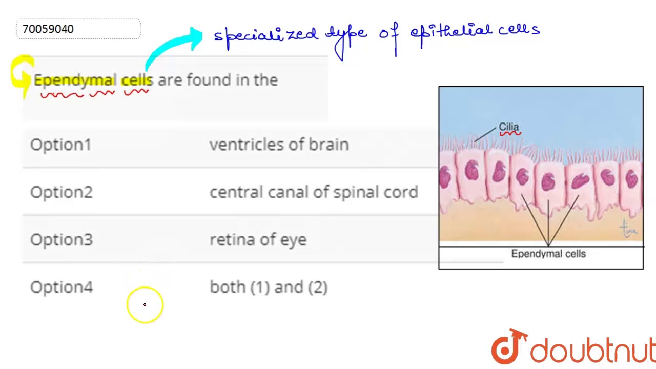Ependymal cells are found in the - YouTube
