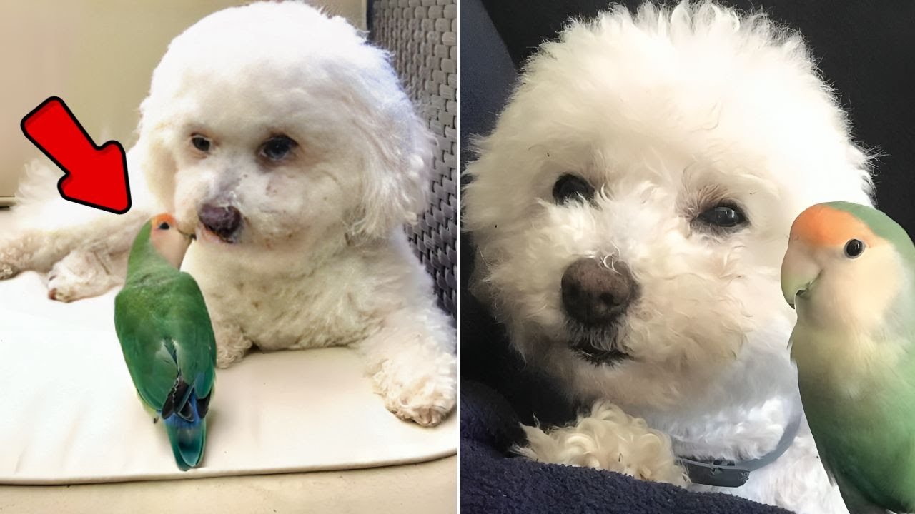 Dog And Parrot Grew up together in the same house, Now they are ...