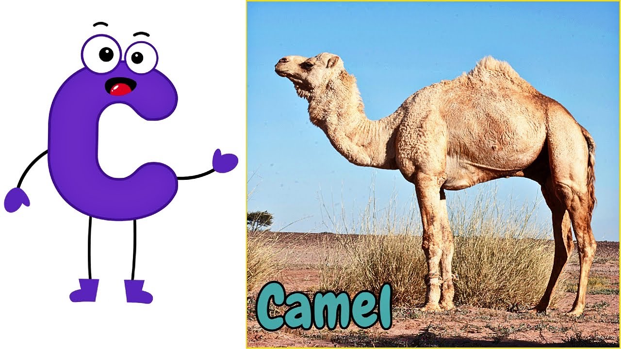 ABC Pet Animals Song | Fun way to learn English and Animals for Kids ...