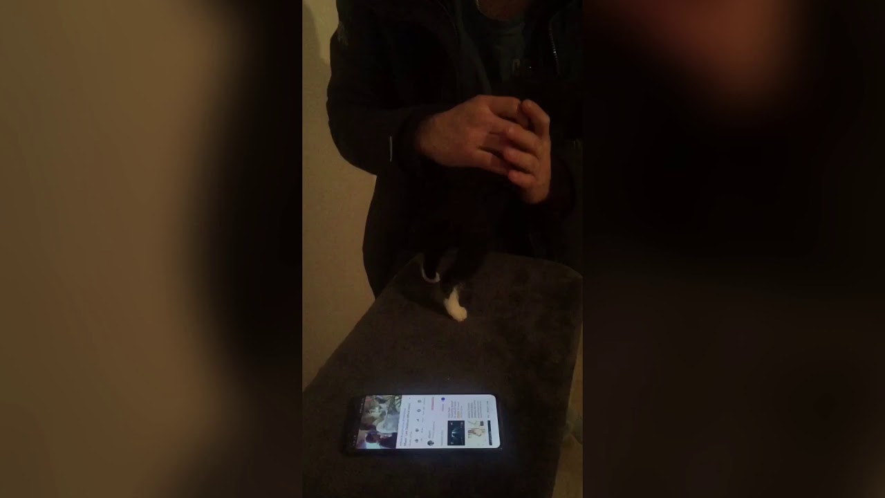 Nala the Dance Lady 🐾💃🏻 - YouTube