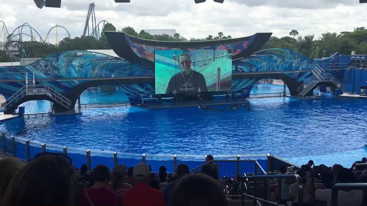 Sea World Orlando- Ocean Discovery Show - YouTube
