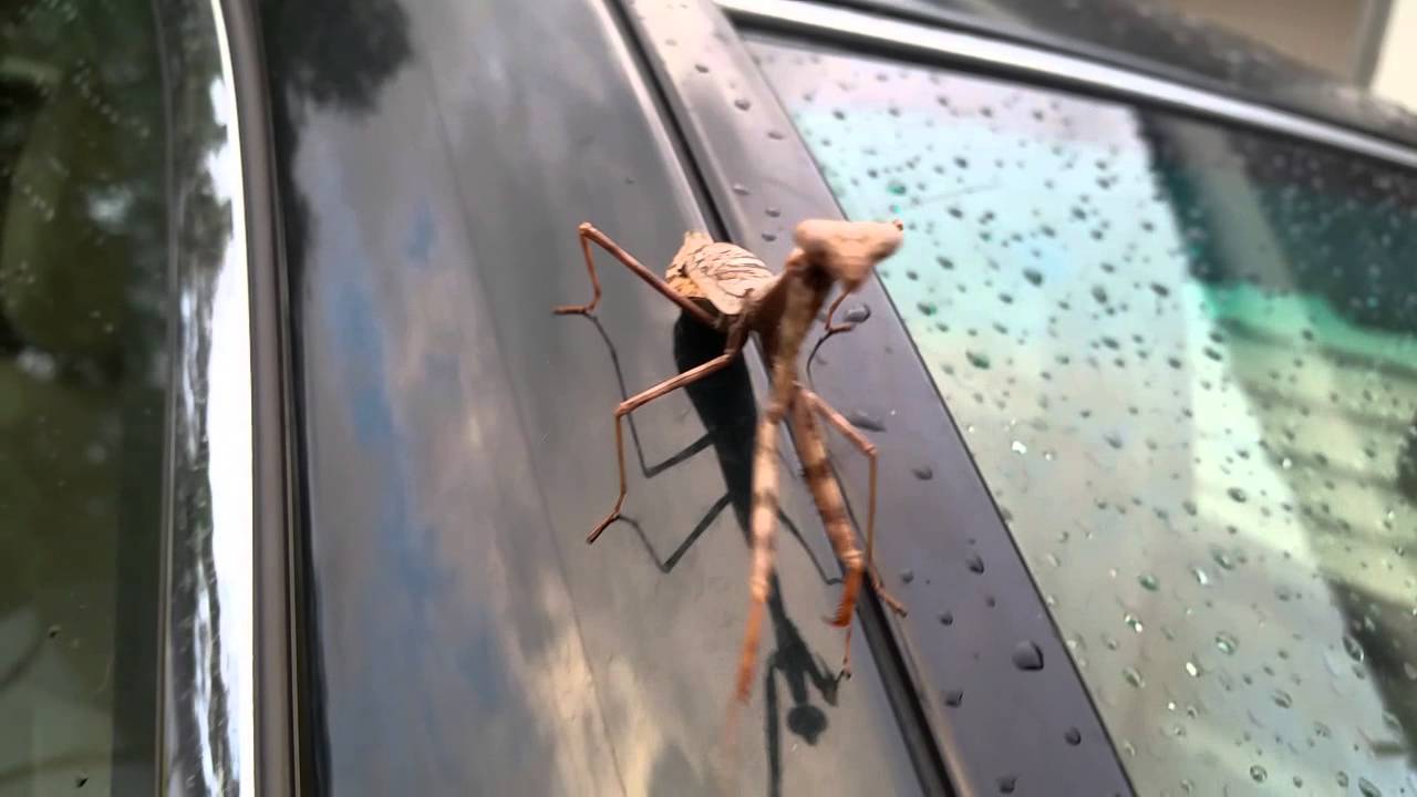 Praying Mantis Attack! - YouTube