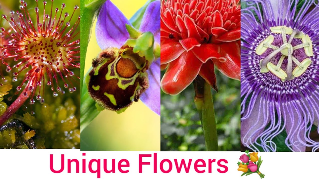 Top 15 unique Flowers 💐..Different types of Flowers 💐..Beautiful ...