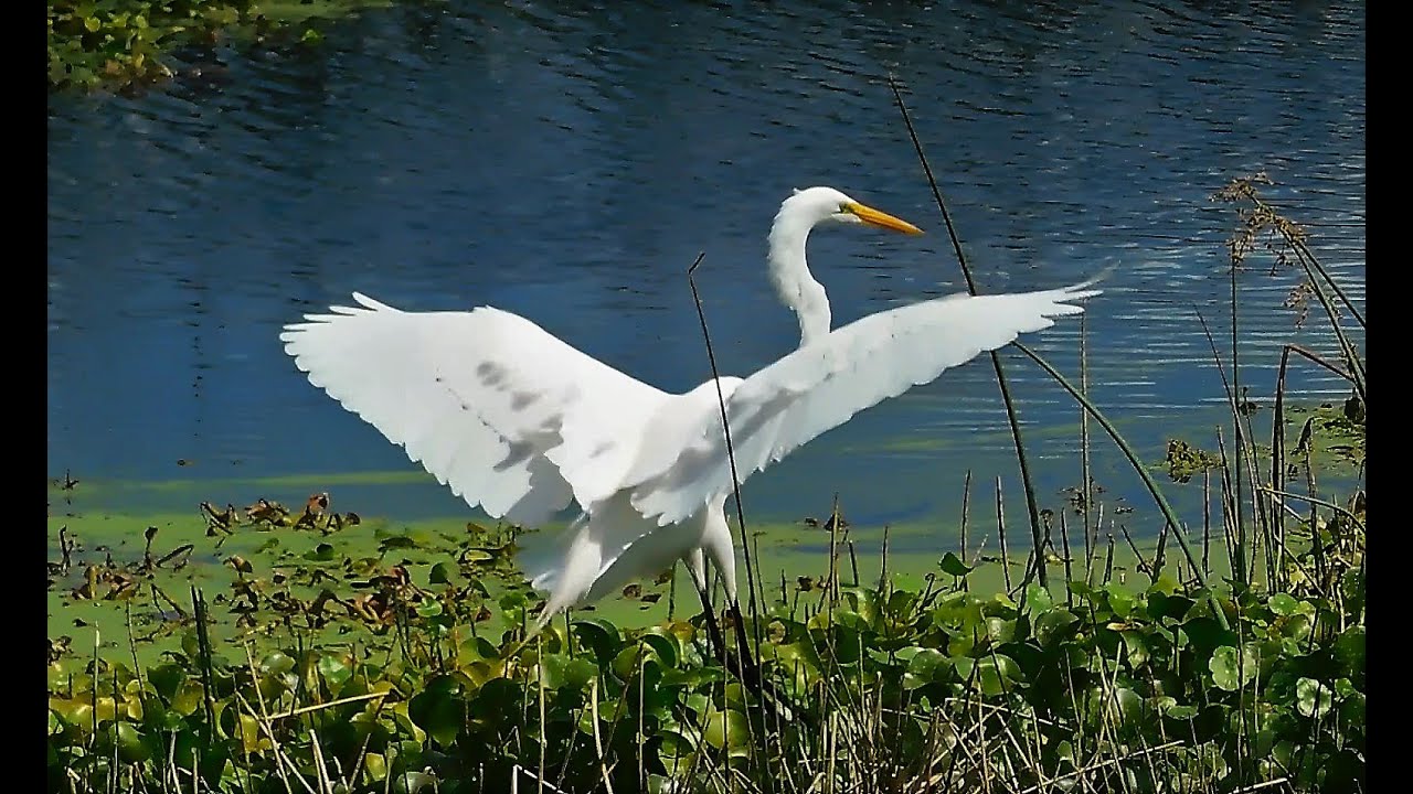 22 awesome Florida Wildlife photos slideshow in a little over 2 minutes ...