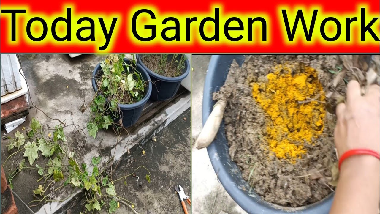 Today,s My Terrace Kitchen Garden Work// दो बहुत ही सस्ते पौधों की ...