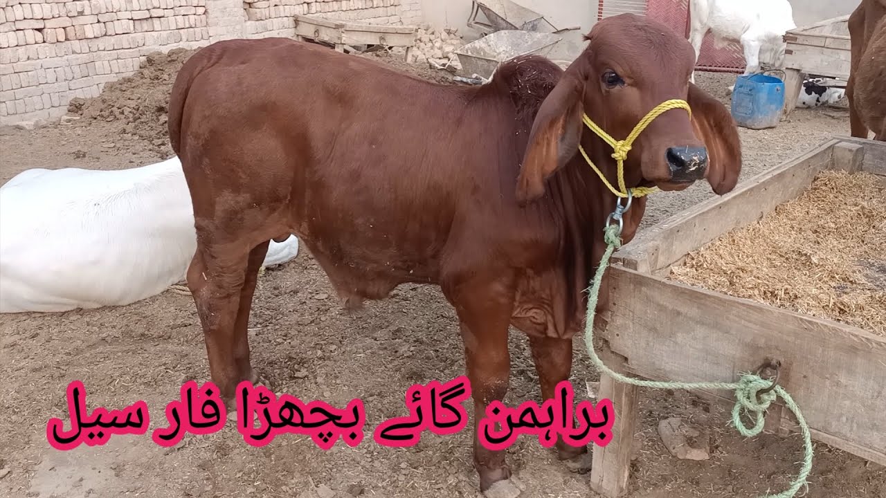 Pure Brahman cow and buchra for sale - YouTube