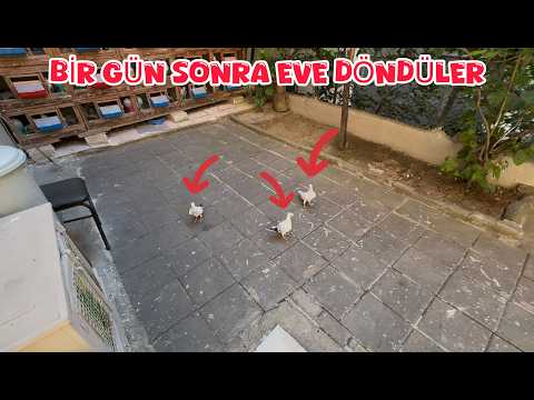 KAYBOLAN YAVRULAR BİR GÜN SONRA EVE GELDİ ( YEDİĞİNİZ YEM HELAL OLSUN )