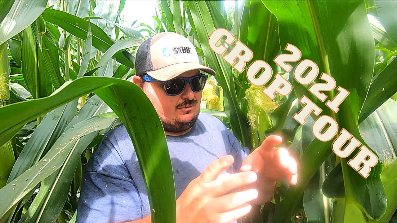 2021 Crop Tour: How's the crop after a difficult spring? - YouTube