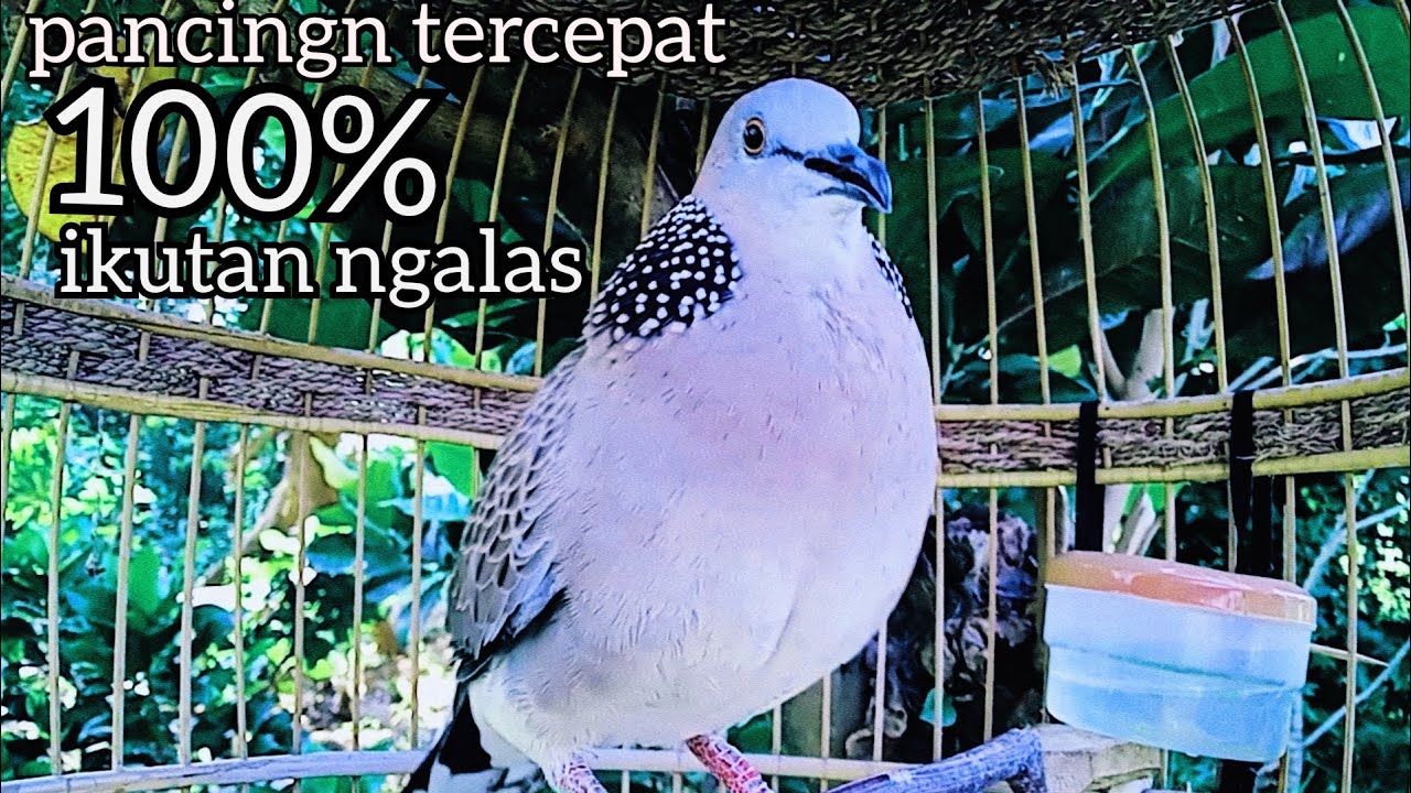 Derkuku mana yg gk respon dengar suara derkuku Jawa ini‼️RAPAT TAJAM ...