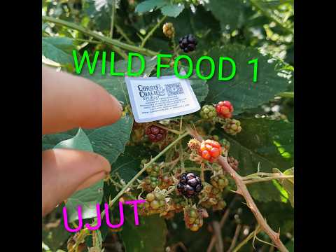 Ujut - Wild Food 1 | FULL ALBUM ~ 2025