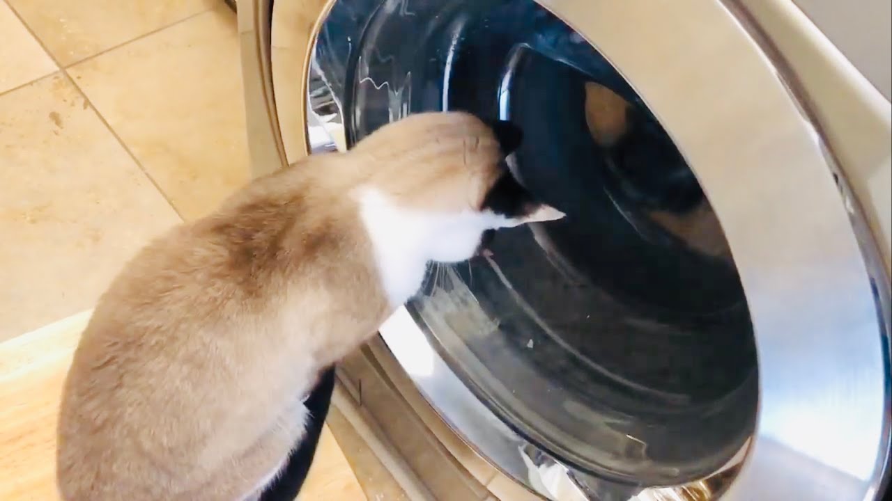 Cat Watching Washing Machine Funny - YouTube